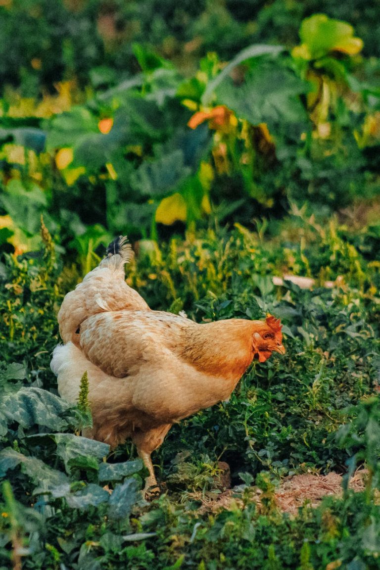 What Are Baby Chickens Called? - Letters and Science